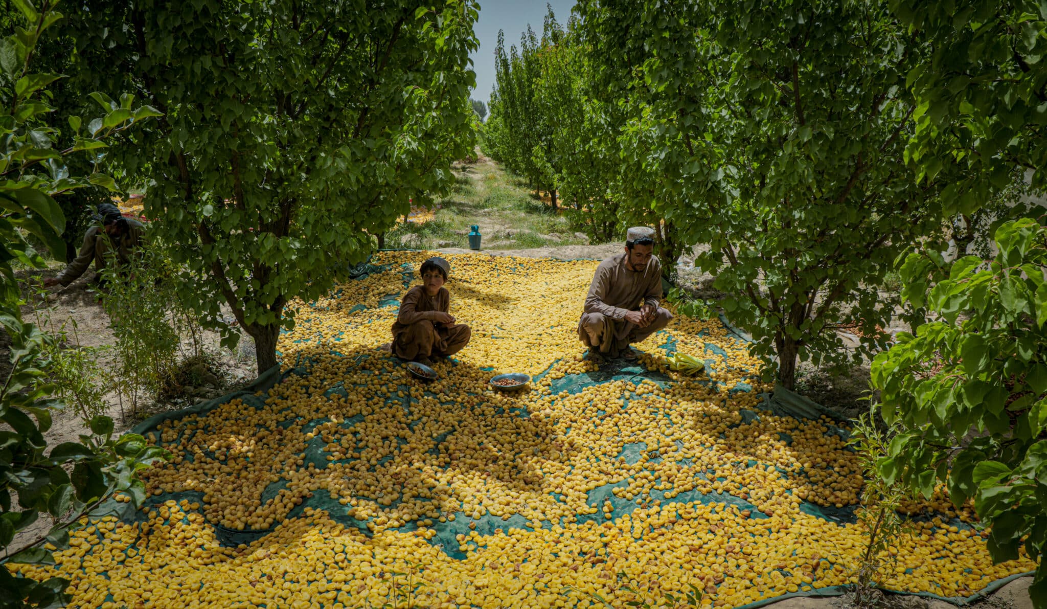 Nurturing Resilience: Agricultural Aid in Afghanistan - Afghanistankomiteen